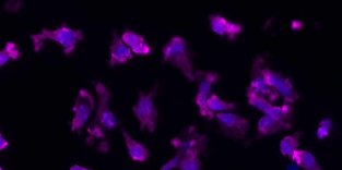 ES/iPS細胞の分化誘導ガイド(STEMCELL Technologies社) | ベリタス